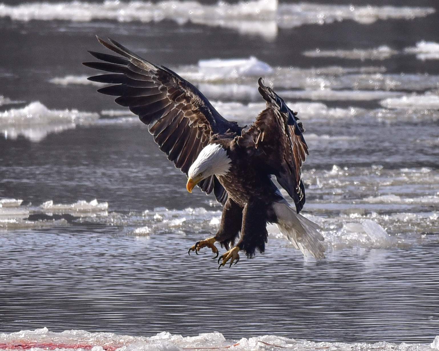 Best Eagle Watching Opportunities This Winter in Illinois | Illinois ...